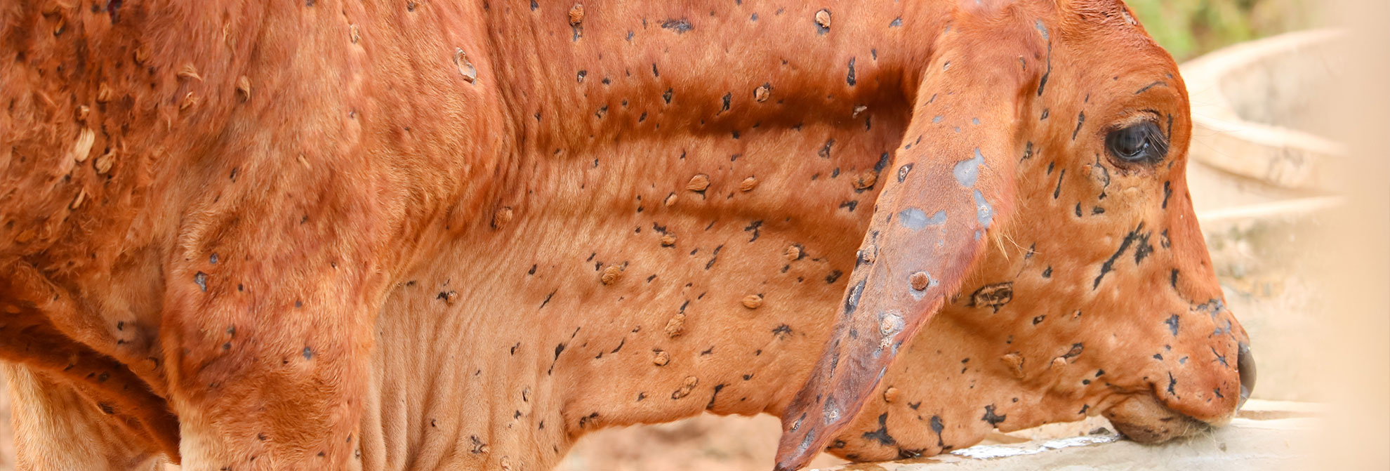 Collaborative efforts to combat lumpy skin disease in Indonesia ...